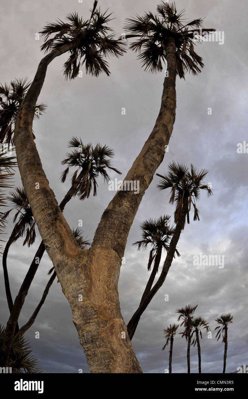Doum palms Banque de photographies et d’images à haute résolution - Alamy