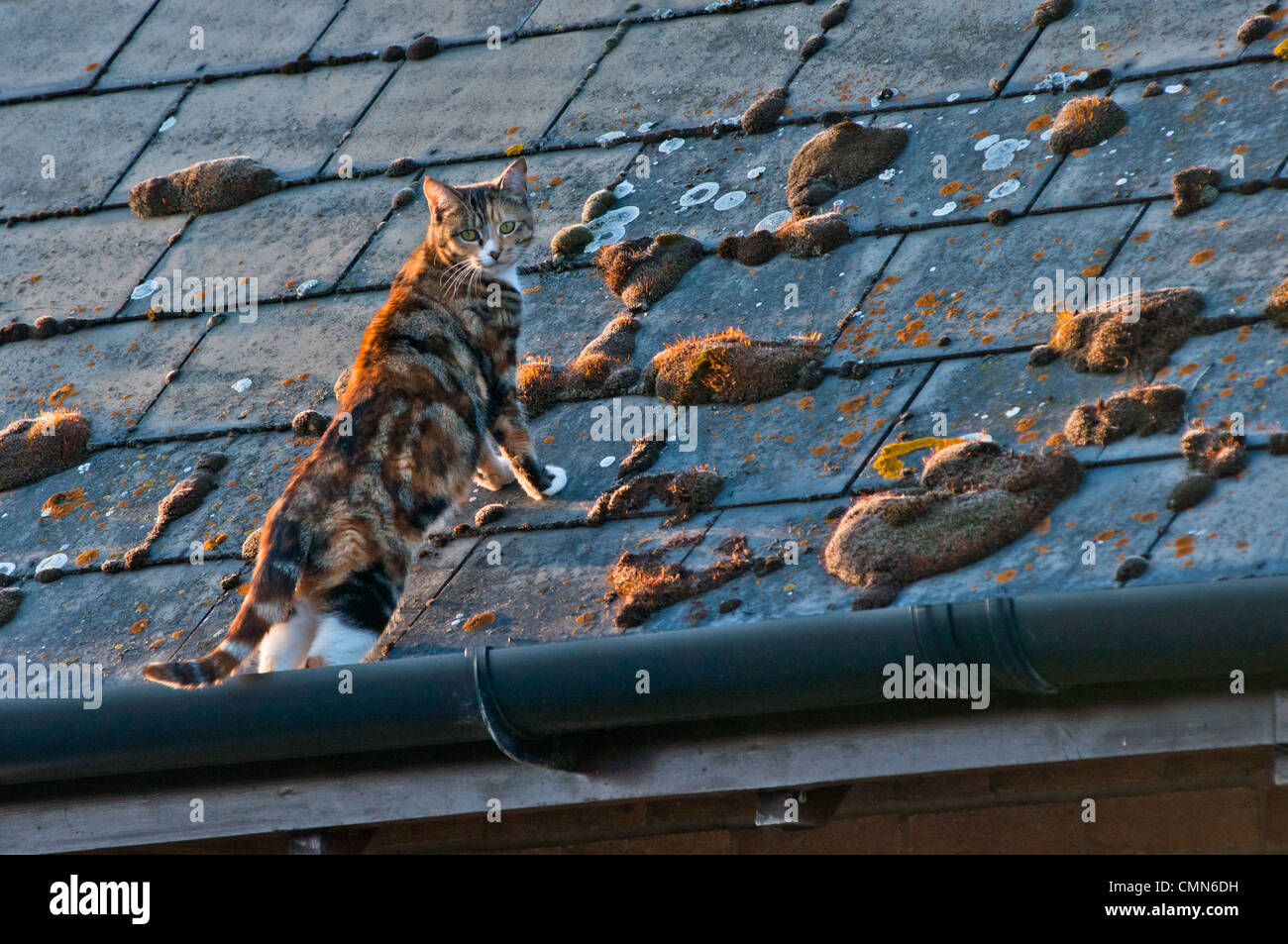 Chats sur le toit Banque de photographies et d’images à haute ...