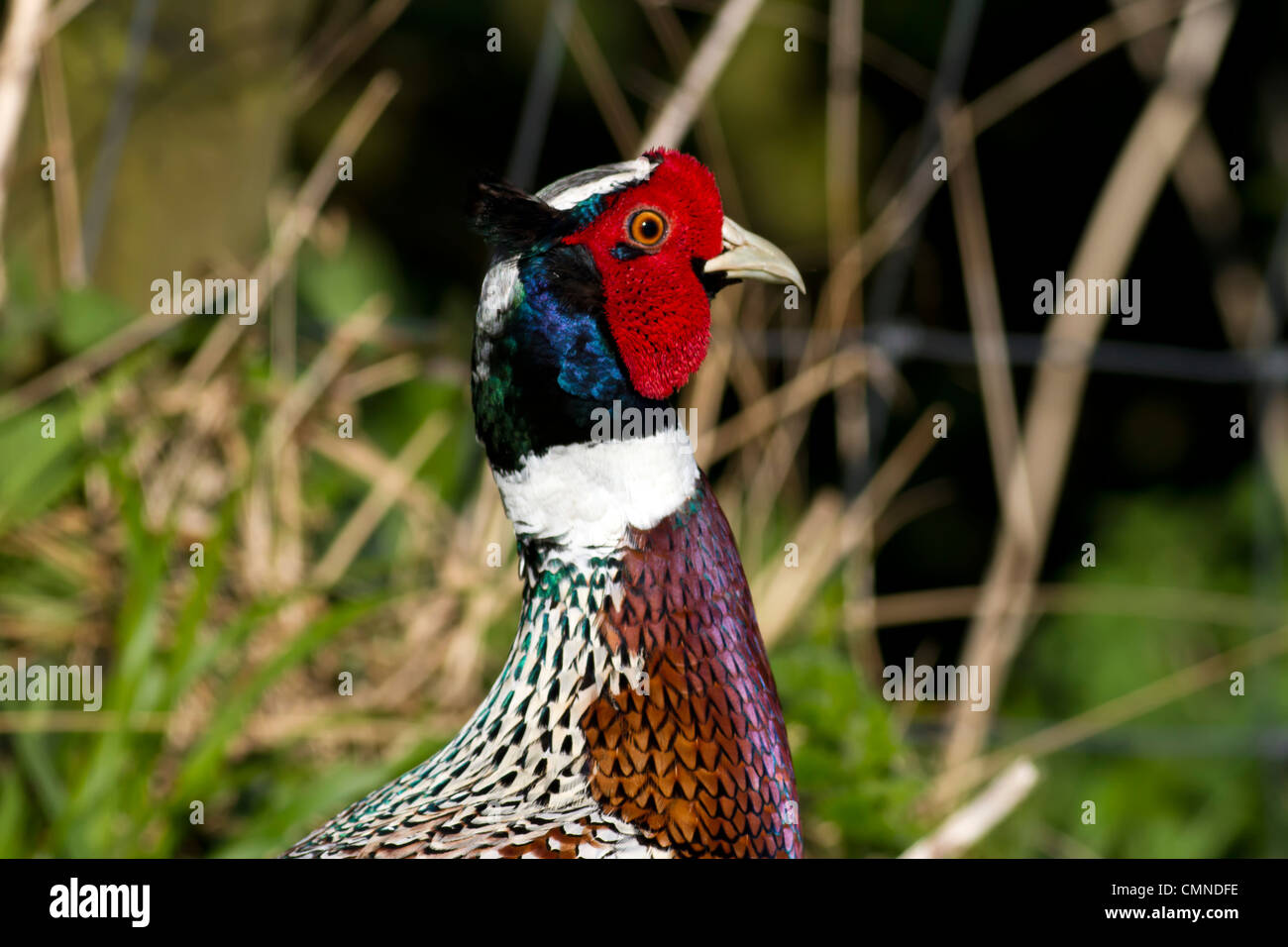 Faisan rouge Banque de photographies et d’images à haute résolution - Alamy