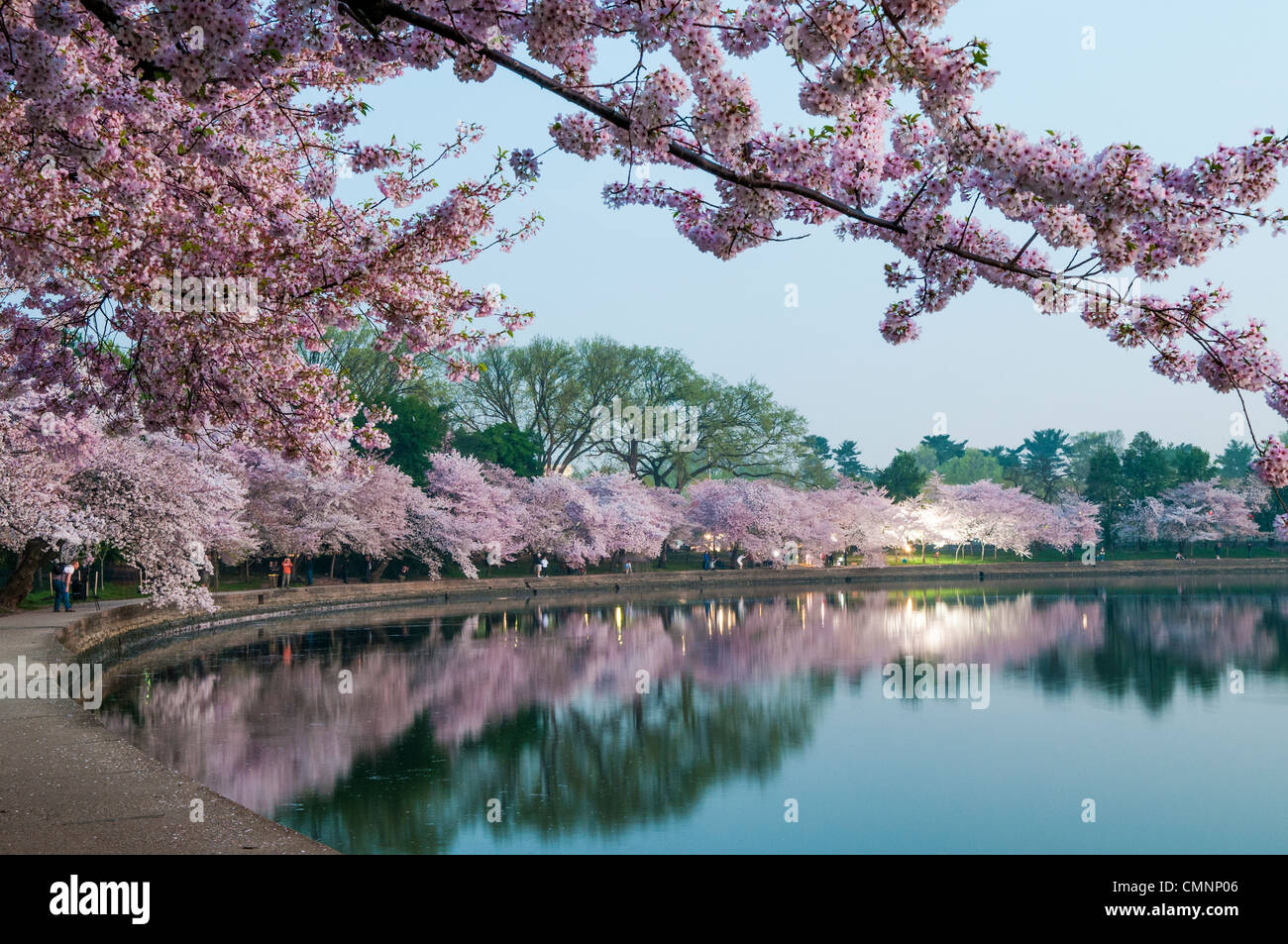 La lumière l'aube pris la fleur de cerisier rose fleurs à Washington DC ...