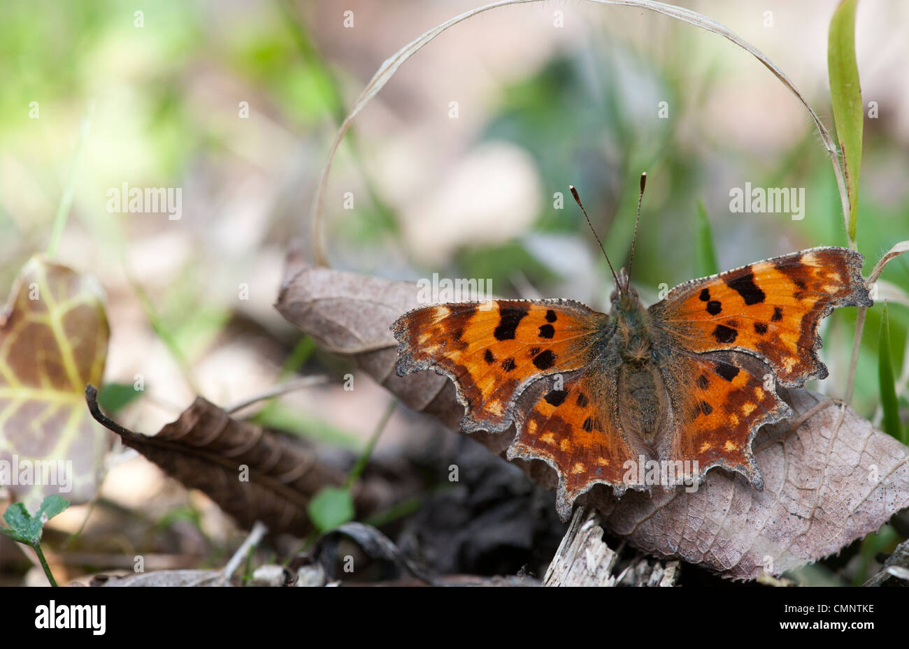 Papillon papillons faune insecte Banque de photographies et d’images à ...