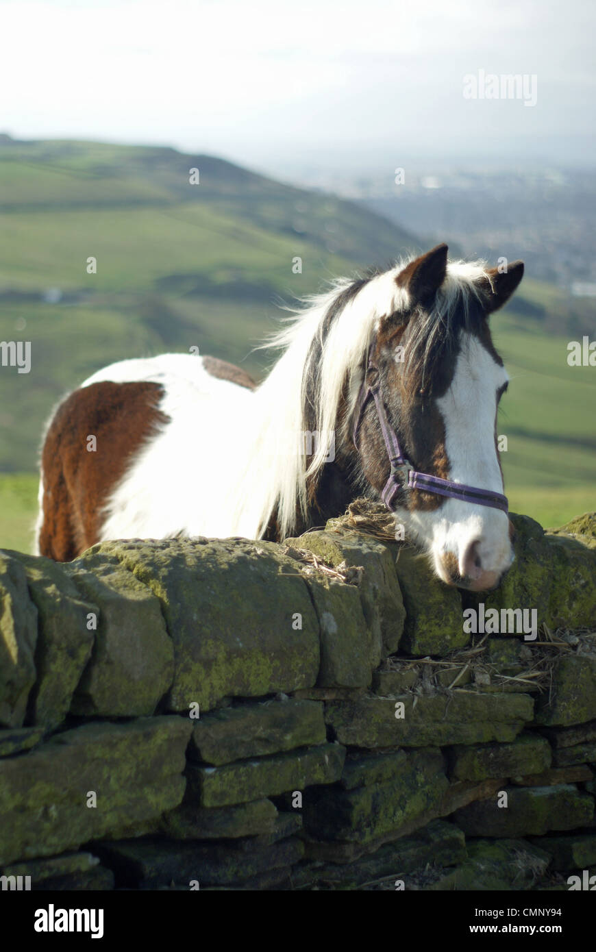 Cheval pie Banque de photographies et d’images à haute résolution - Alamy