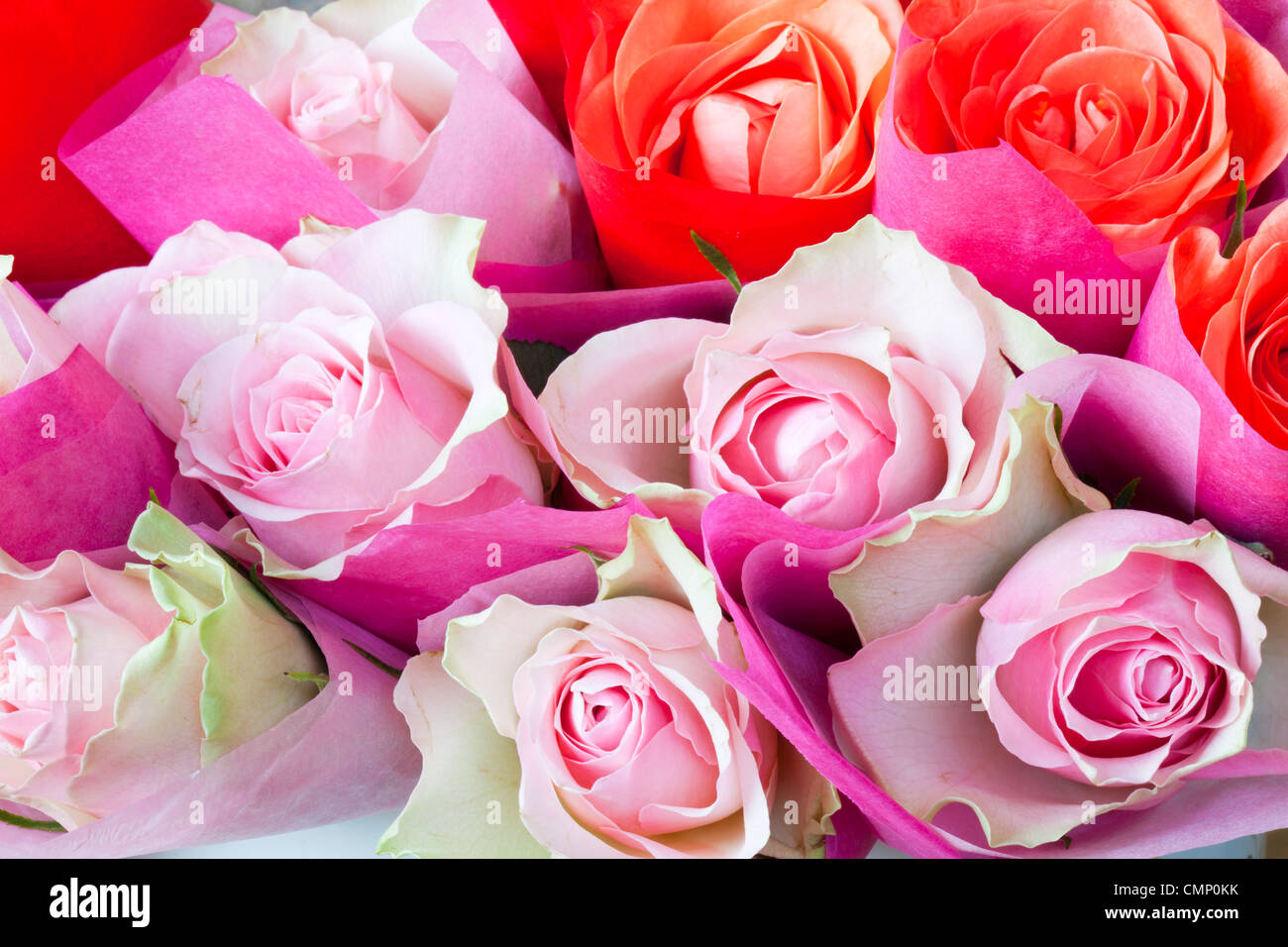 Des roses Banque de photographies et d’images à haute résolution - Alamy