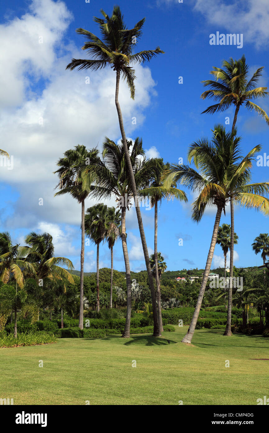 Royal palm tree Banque de photographies et d’images à haute résolution ...