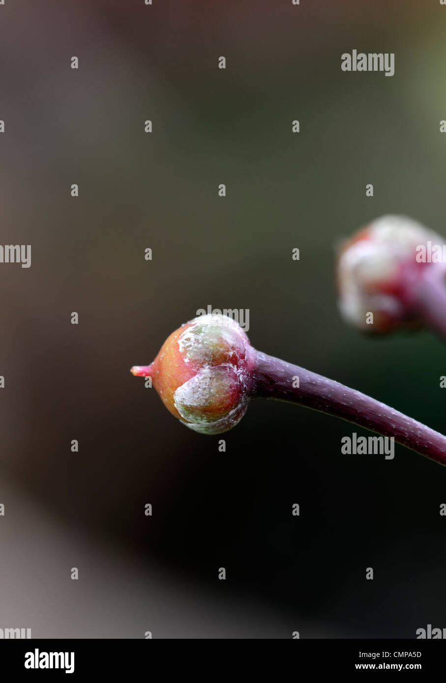 Ardisia humilis Banque de photographies et d’images à haute résolution ...