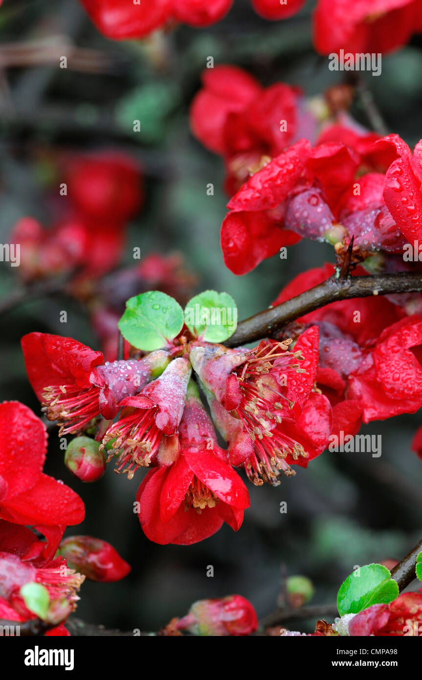 Chaenomeles x superba flowering quince selective focus gros plan ...