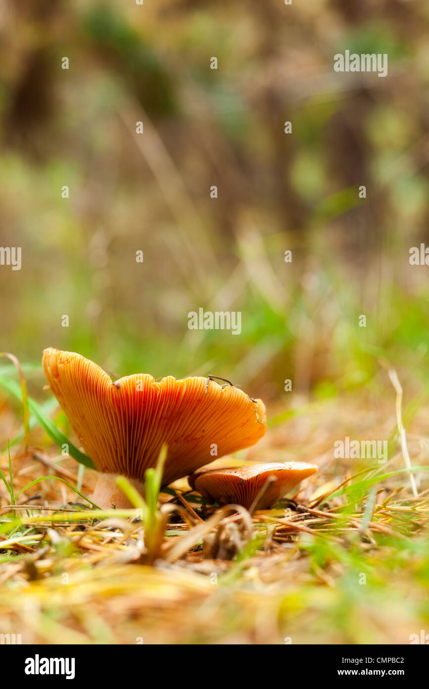 Champignon corail orange Banque de photographies et d’images à haute ...