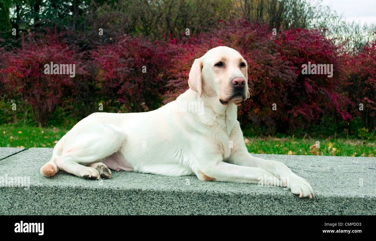 Profile portrait golden labrador Banque de photographies et d’images à haute résolution - Alamy