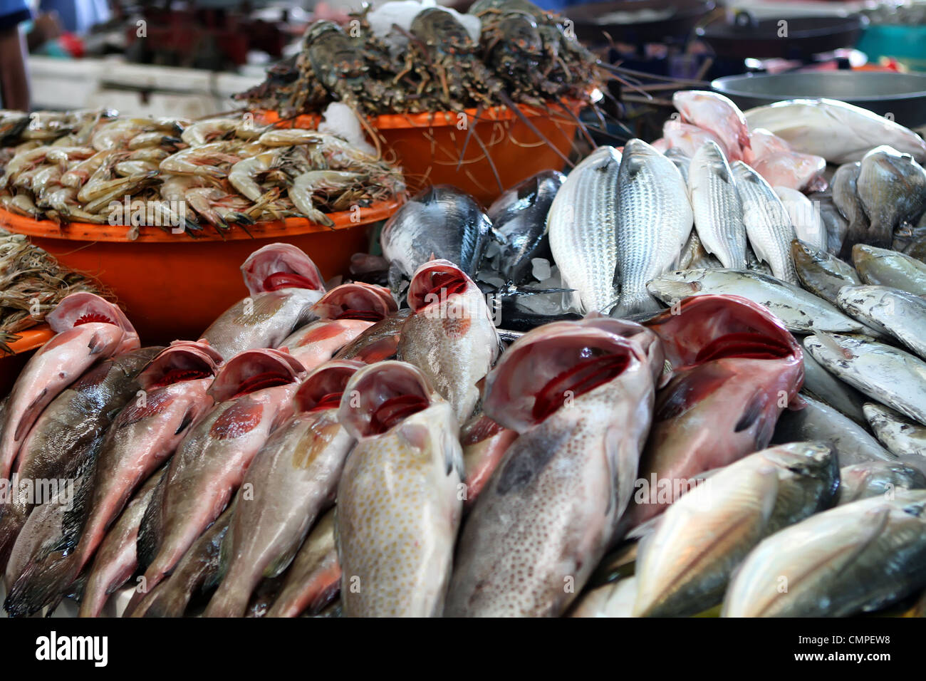 Marché aux poissons de dubaï Banque de photographies et d’images à ...