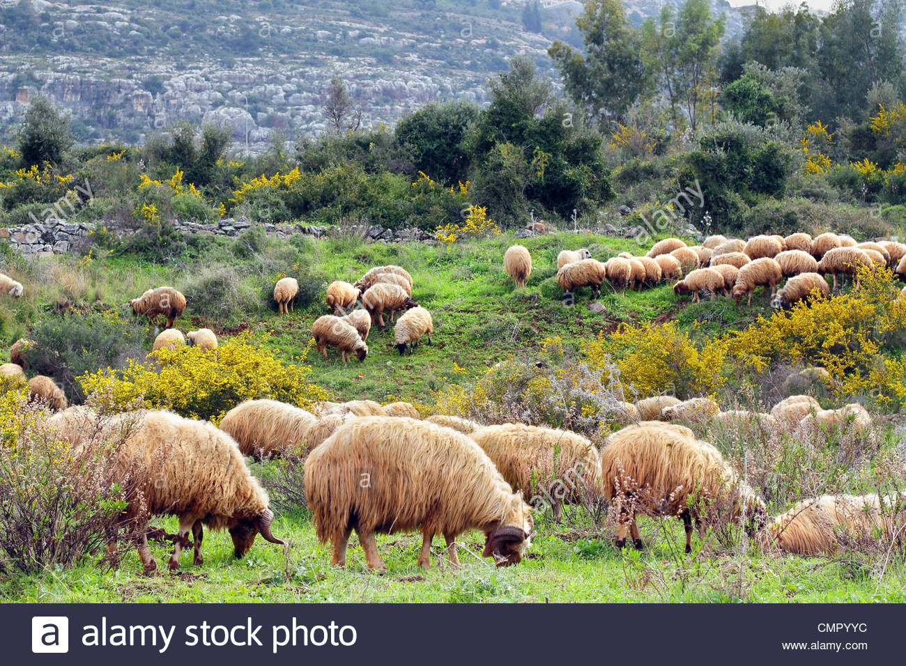 Lebanon Animals Photos & Lebanon Animals Images - Alamy