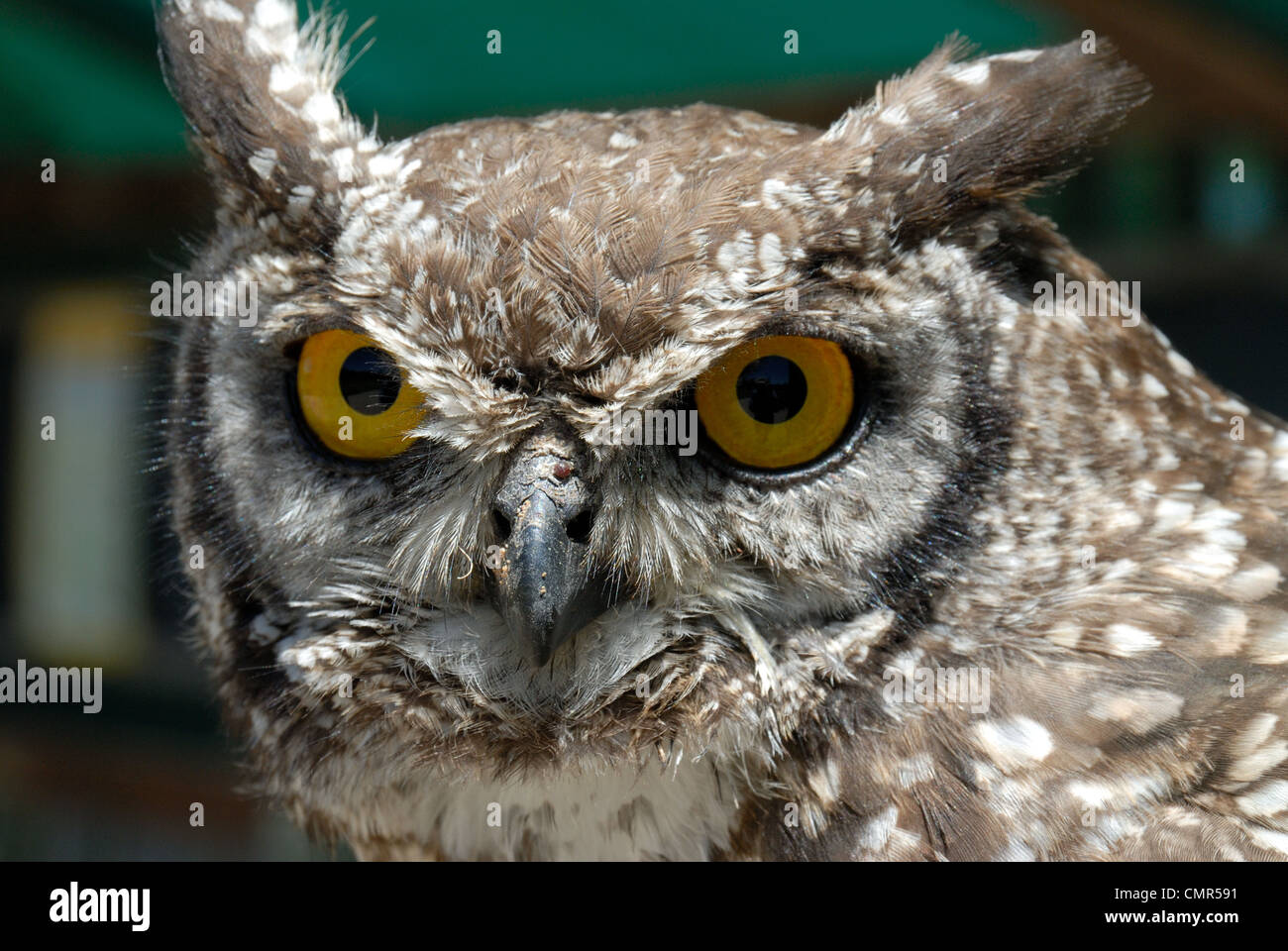 Spotted eagle owl Banque de photographies et d’images à haute ...