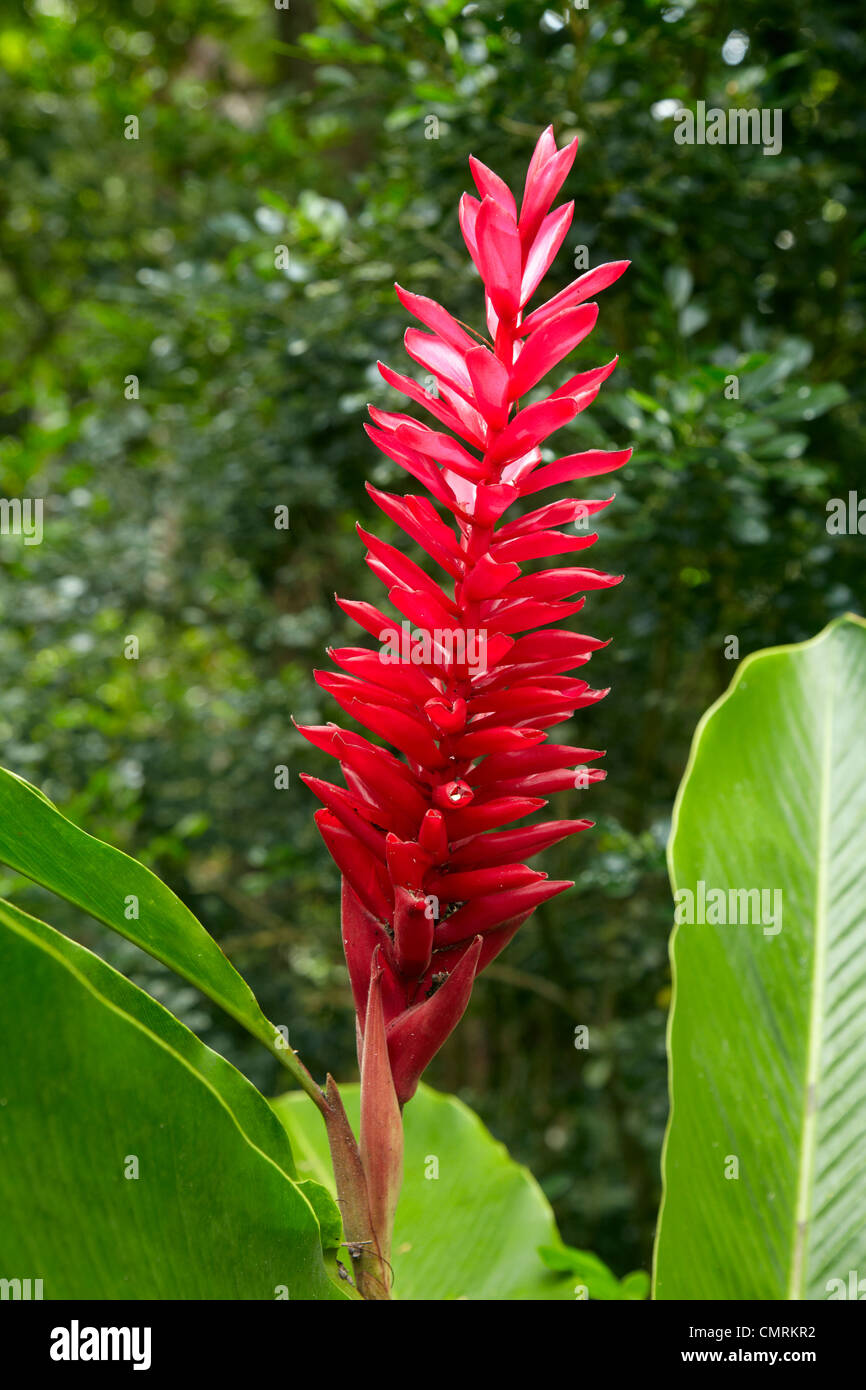 Red Ginger Alpinia purpurata (fleurs), Kula Eco Park, la Côte de Corail ...