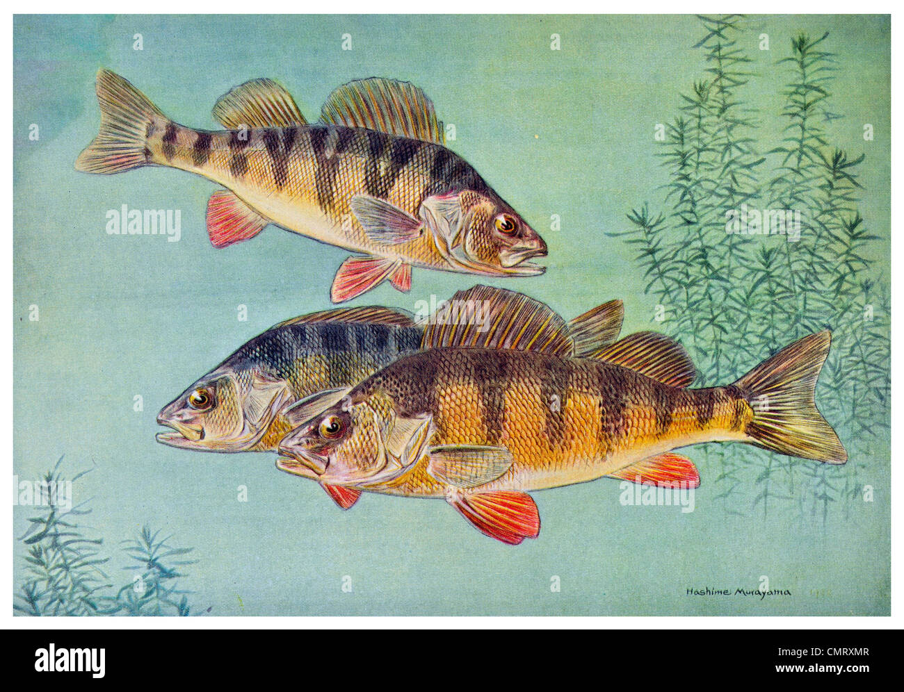 Perca flavescens Banque de photographies et d’images à haute résolution ...