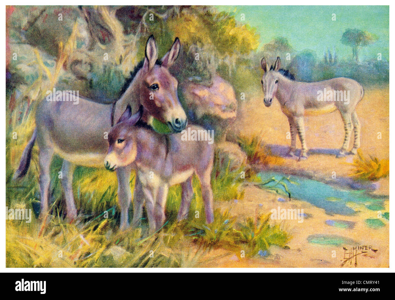 1923 Les ânes sauvages et le Somaliland nubien Photo Stock - Alamy