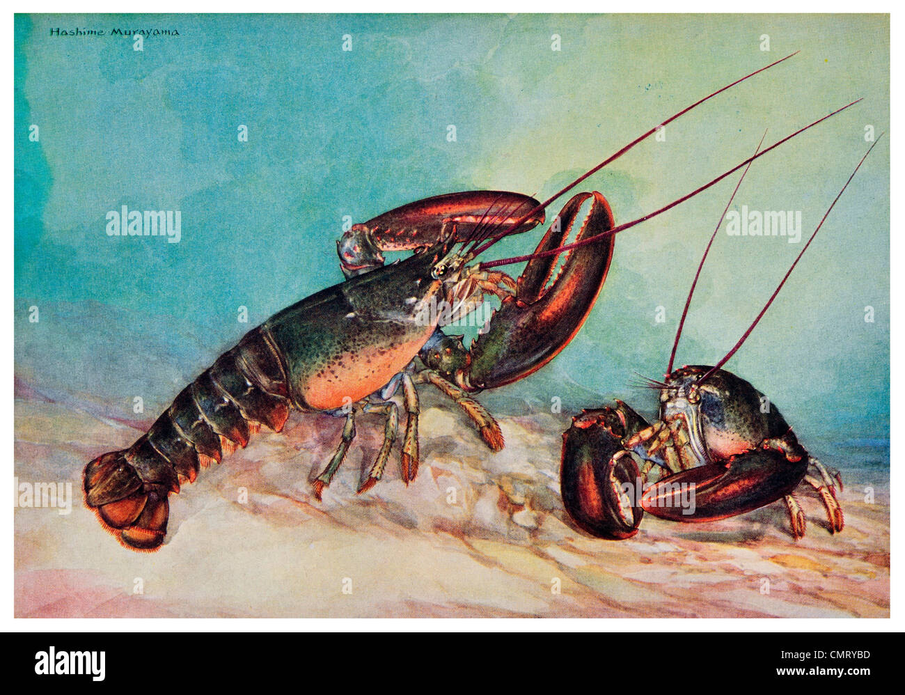 Homarus americanus Banque de photographies et d’images à haute ...