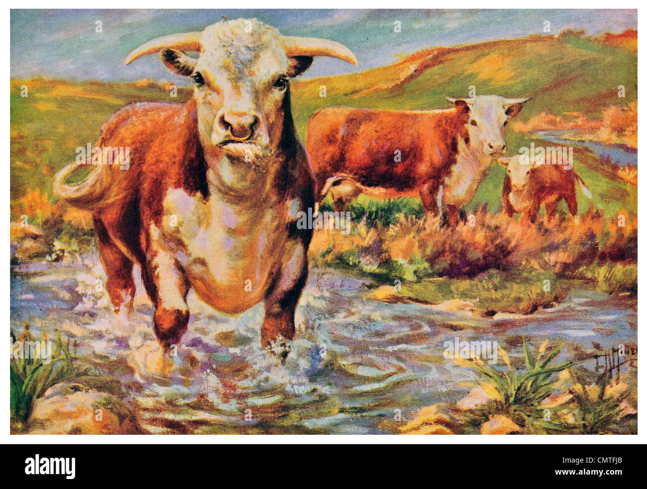 Charrue à vache Banque de photographies et d’images à haute résolution ...