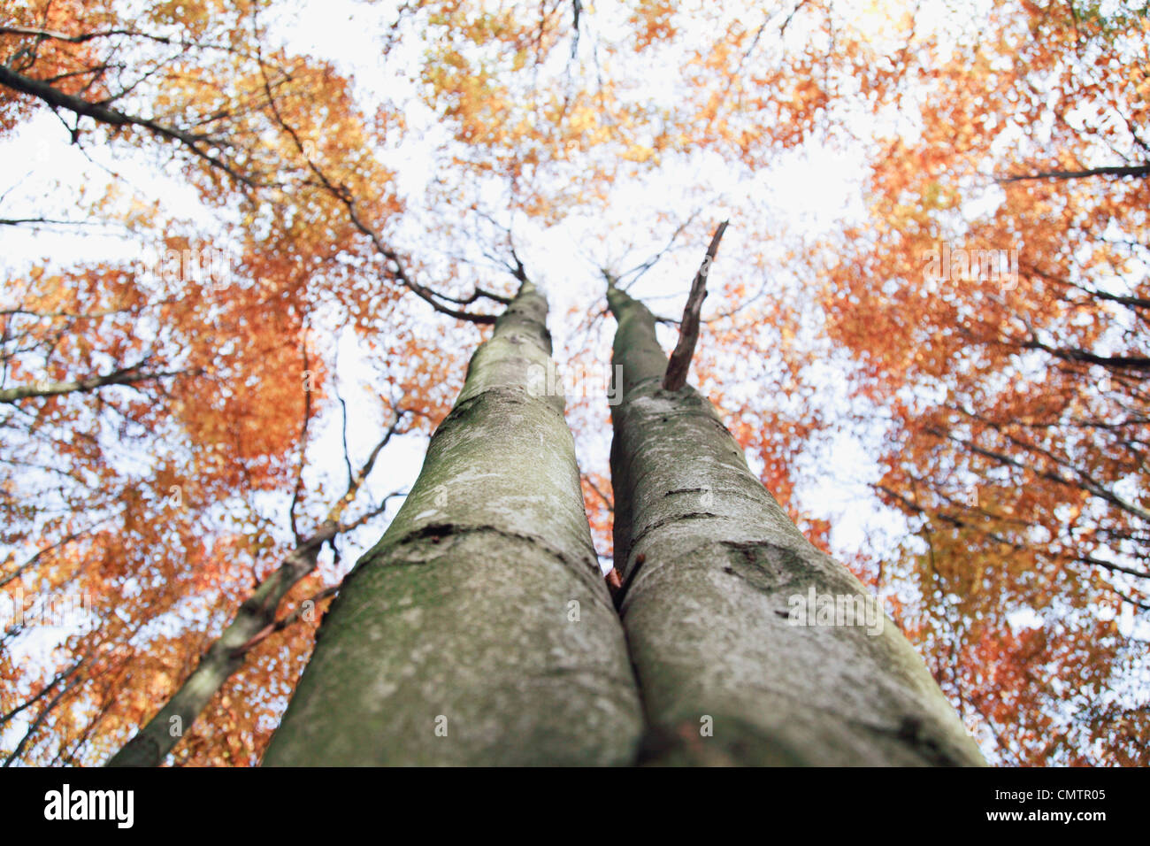 Arbre et tronc Banque de photographies et d’images à haute résolution ...