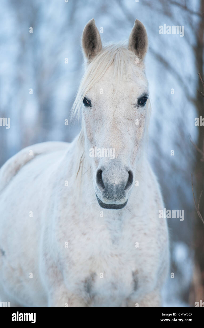 Tête de cheval blanc Banque de photographies et d’images à haute ...