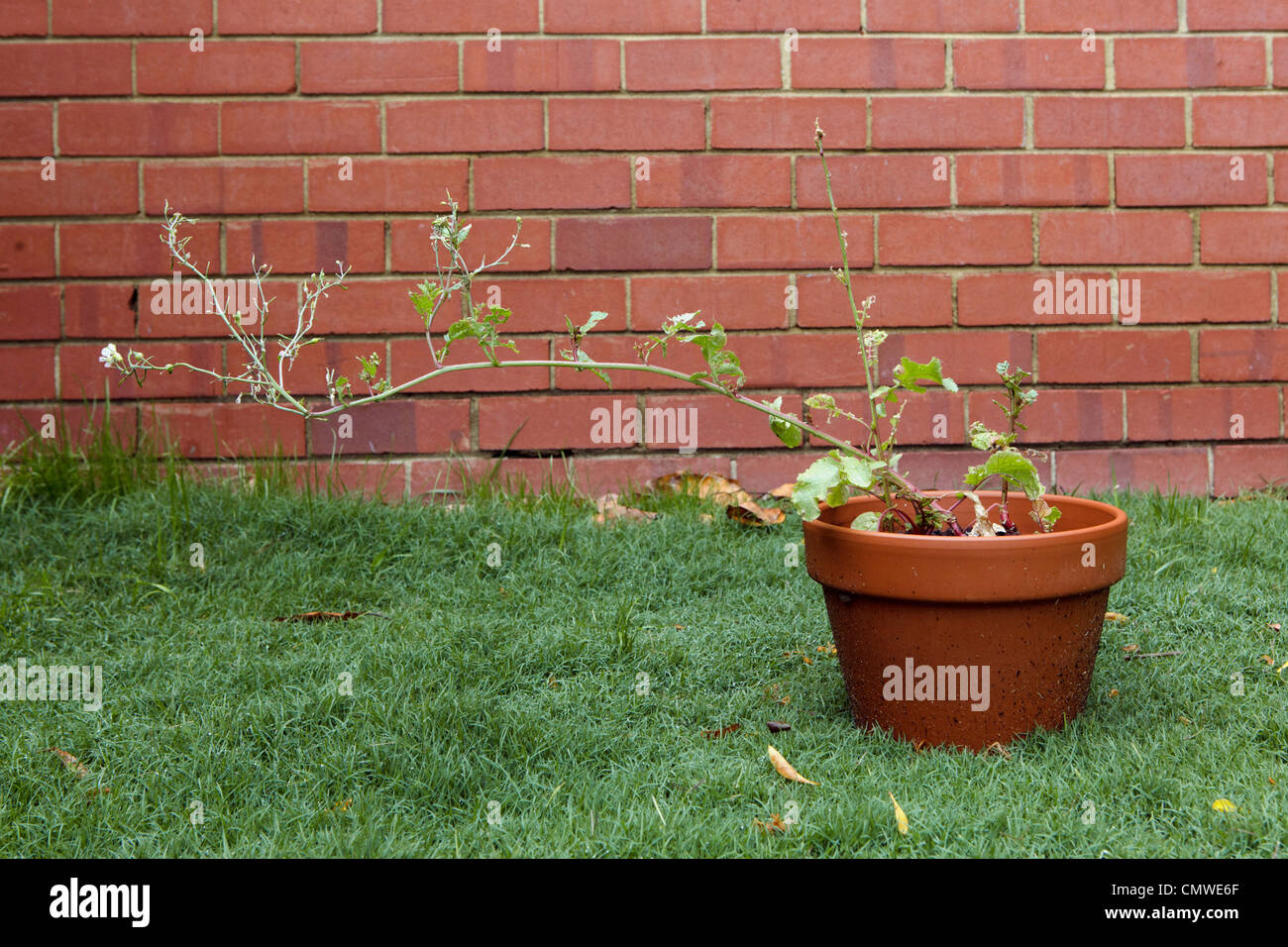 Plante en pot en terre cuite de radis qui a vissé et allé à la semence ...