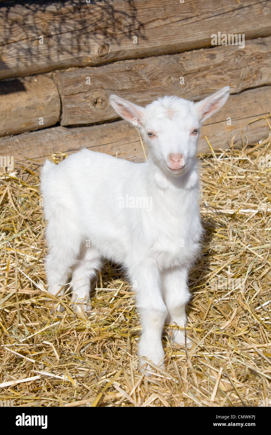 Bébé chèvre Banque de photographies et d’images à haute résolution - Alamy
