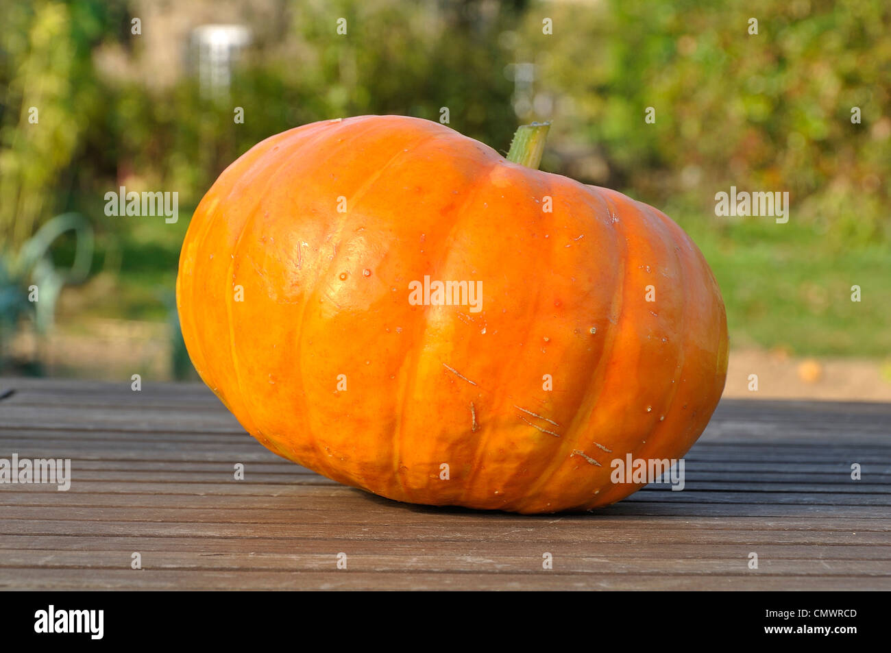 Potiron rouge detampes Banque de photographies et d’images à haute ...