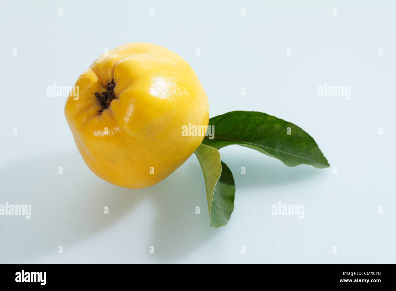 Feuille sur fond blanc Banque de photographies et d’images à haute ...