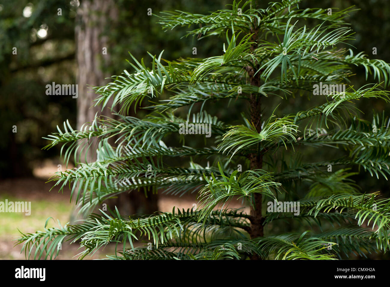 Wollemi pine wollemia nobilis Banque de photographies et d’images à ...