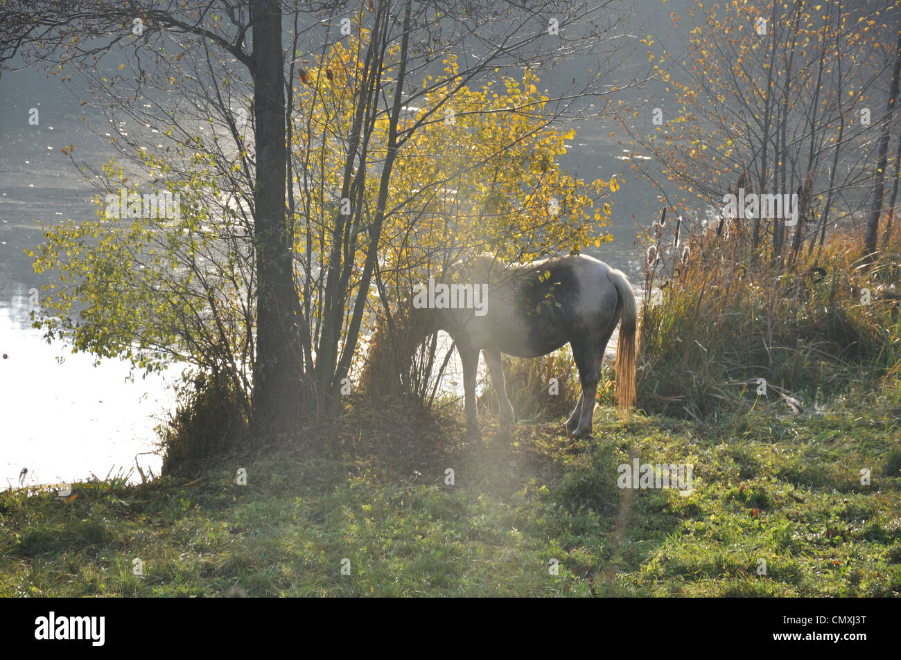 Cheval lac eau Banque de photographies et d’images à haute résolution ...