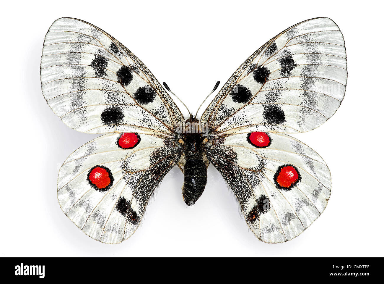 Parnassius apollo Banque de photographies et d’images à haute ...