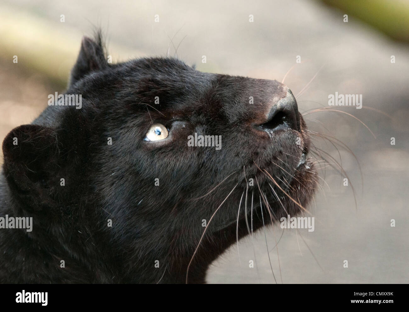 Panthère noire panthera pardus Banque de photographies et d’images à ...