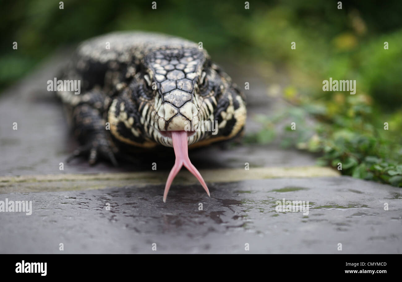 Le varan Banque de photographies et d’images à haute résolution - Alamy