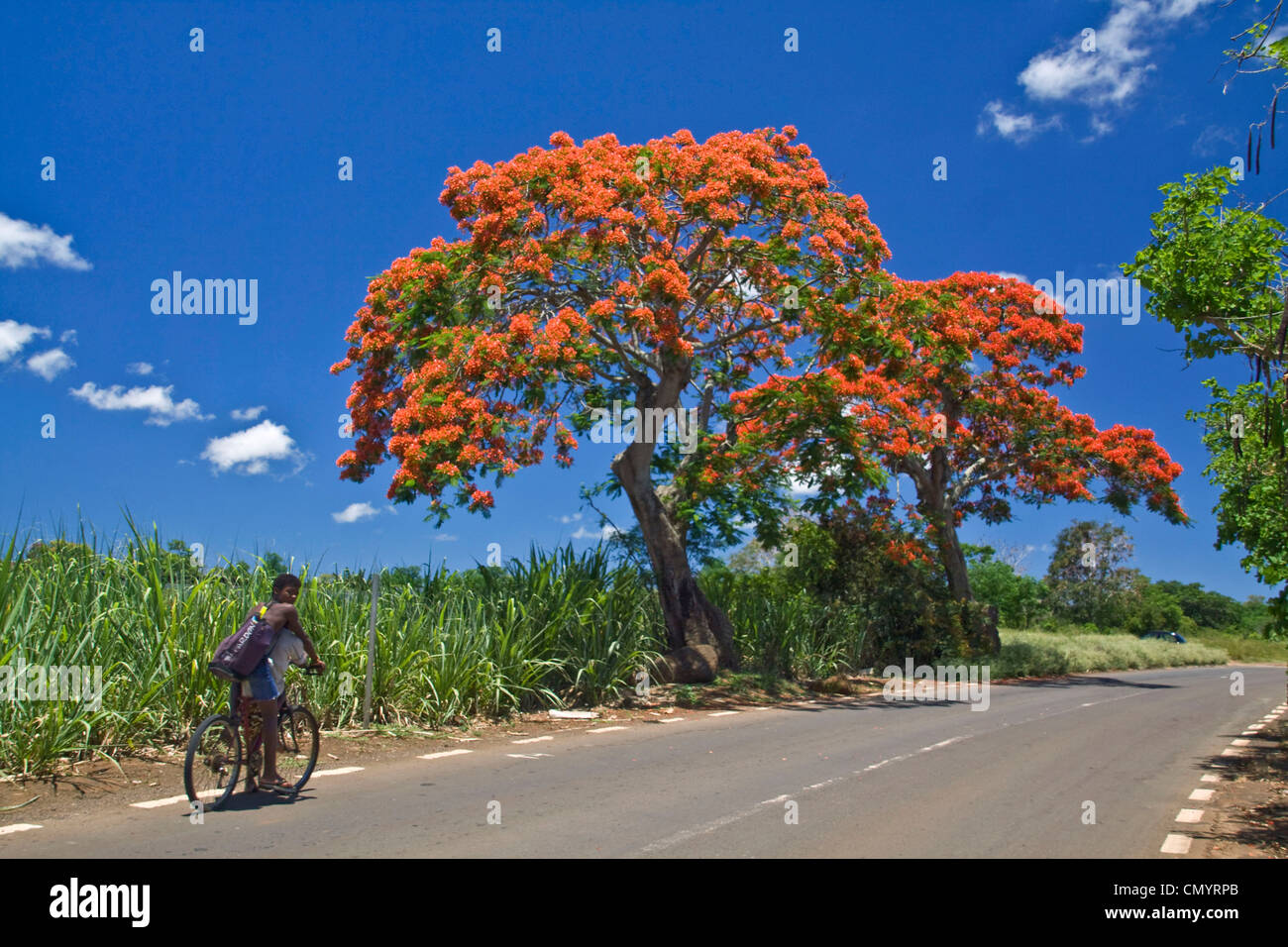 Mauritius flamboyant tree flame tree Banque de photographies et d ...