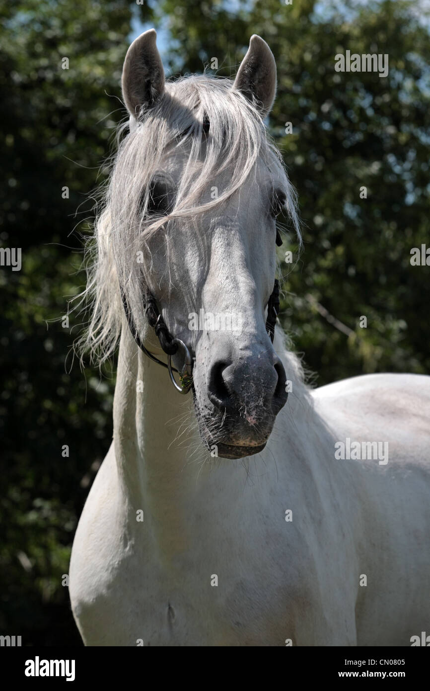 Cheval Andalou Blanc Banque d'image et photos - Alamy