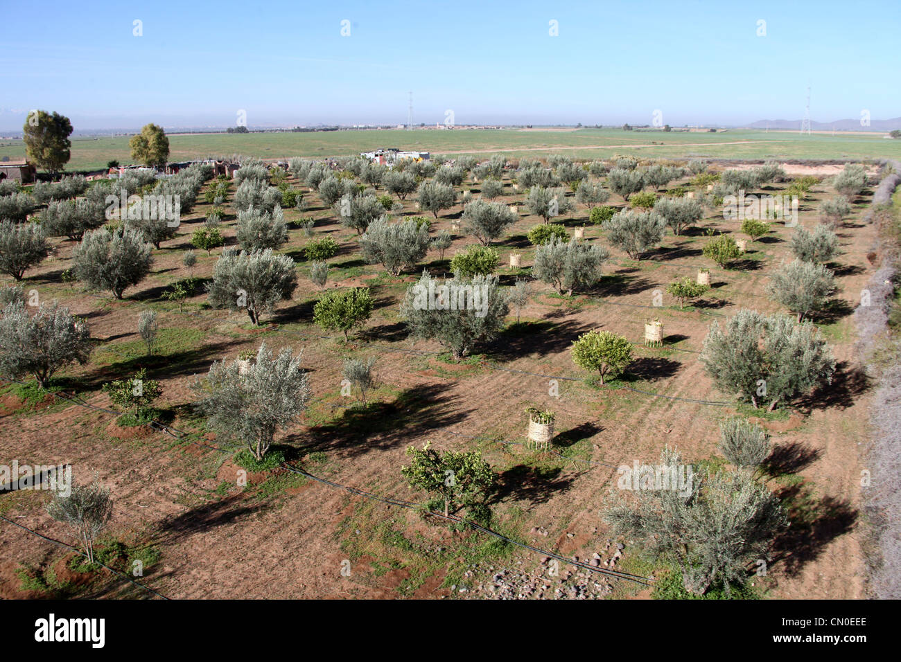Agriculture marocaine Banque de photographies et d’images à haute ...