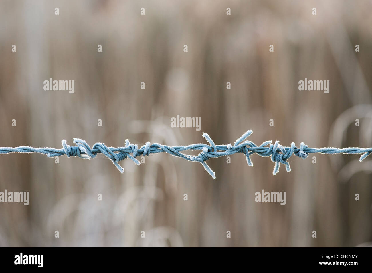 Barbed wired fence Banque de photographies et d’images à haute ...