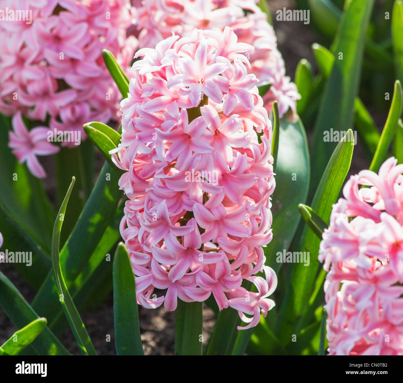 La Jacinthe rose dynastie (Hyacinthus orientalis dynastie Photo Stock ...