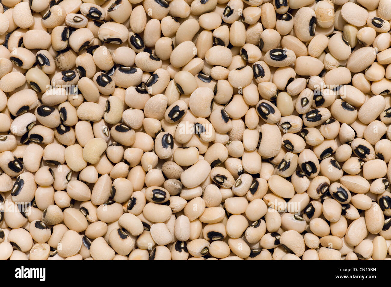 Graine de haricot blanc Banque de photographies et d’images à haute ...