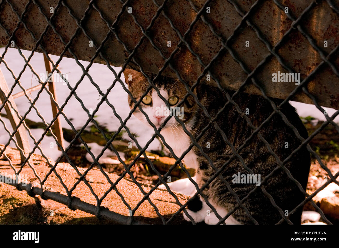 Chat perdu Banque de photographies et d’images à haute résolution - Alamy