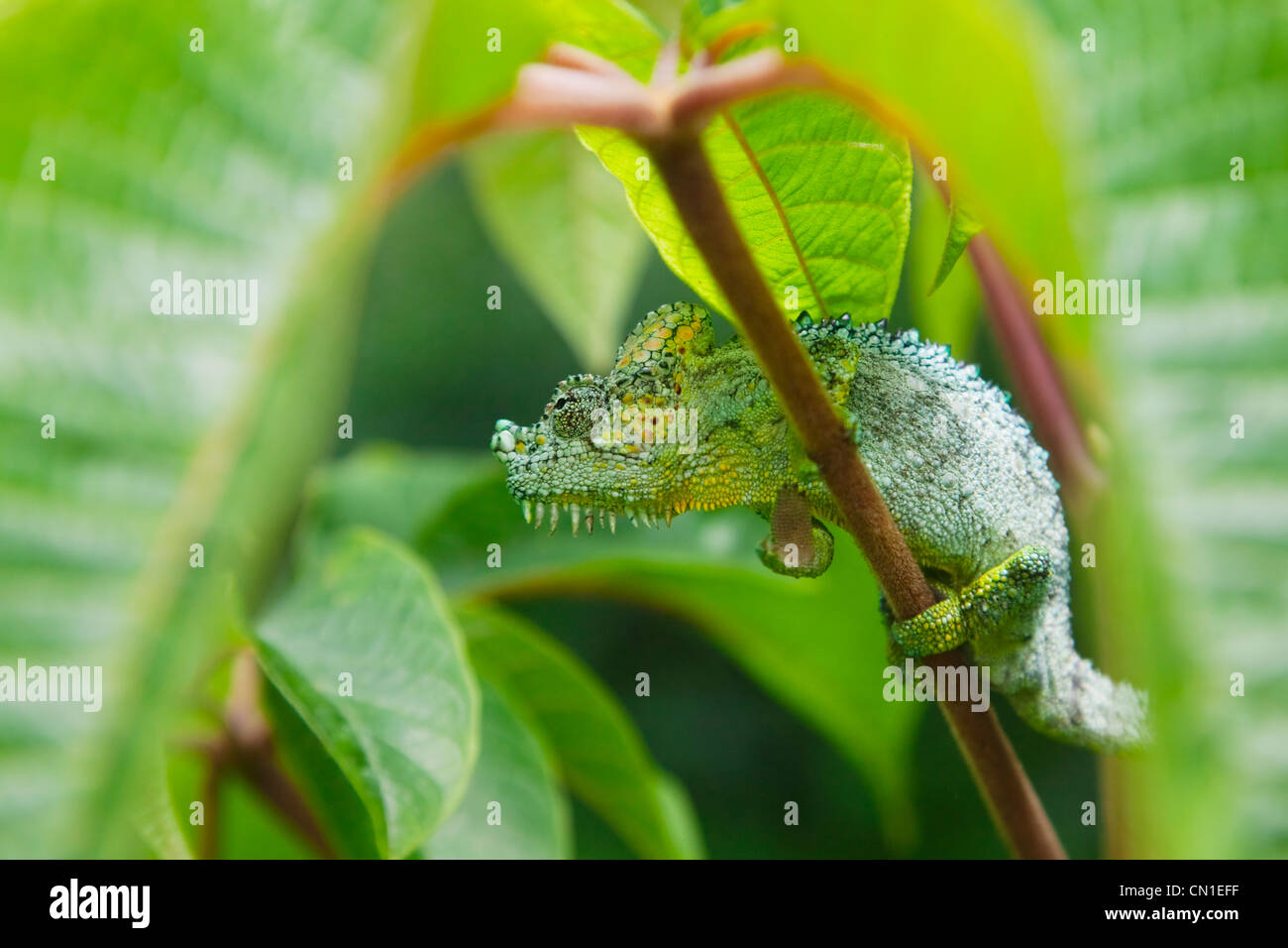 Le cameleon Banque de photographies et d’images à haute résolution - Alamy