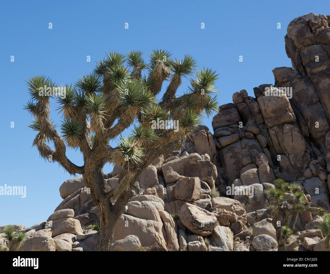 U2 joshua tree Banque de photographies et d’images à haute résolution ...