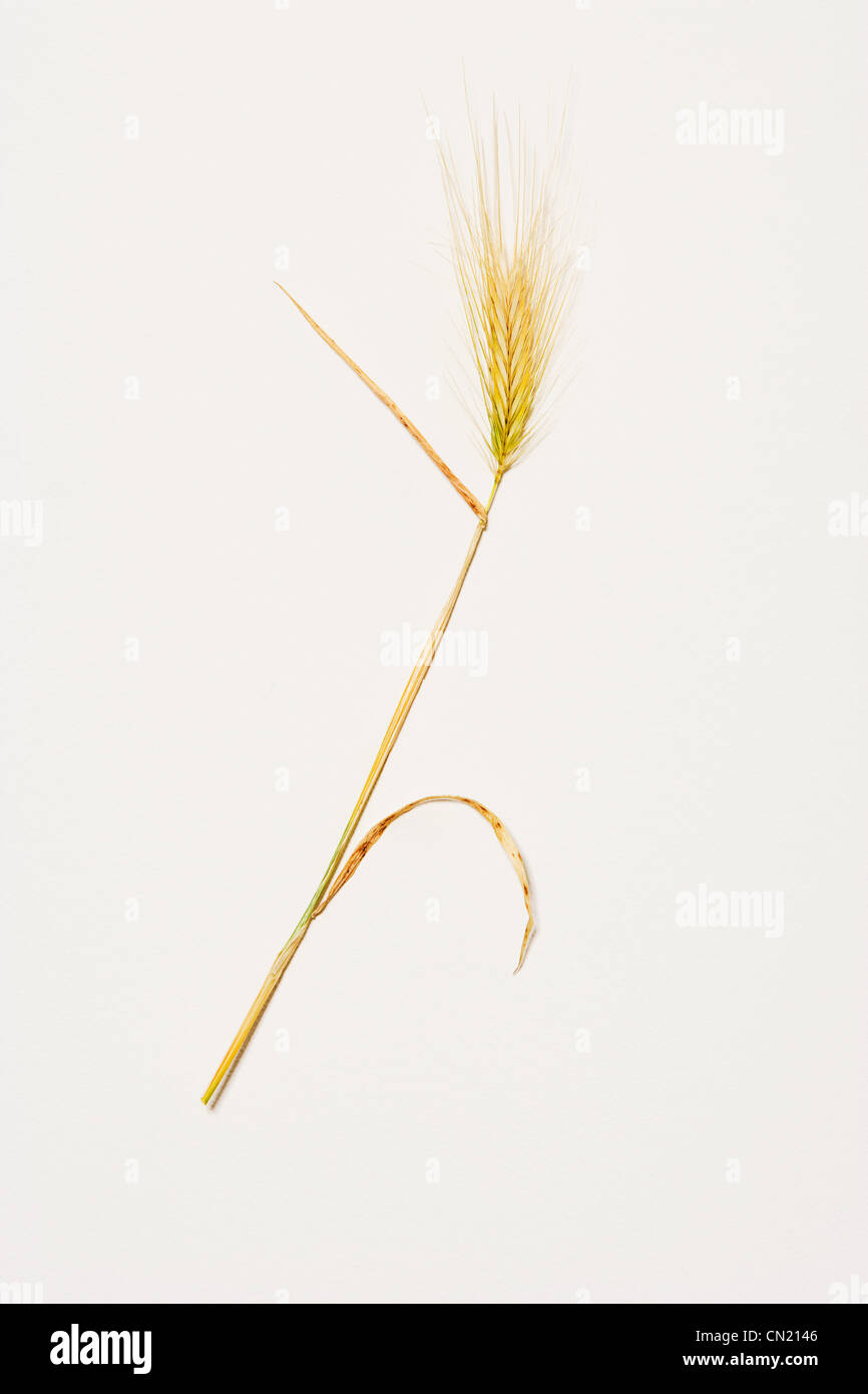 Epi de ble Banque de photographies et d’images à haute résolution - Alamy