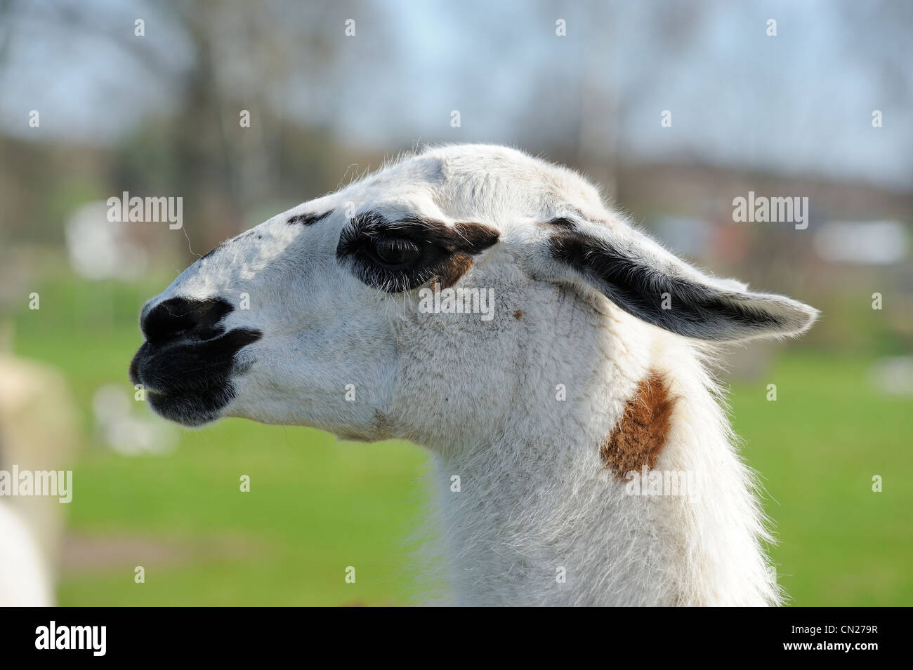 Llama profile Banque de photographies et d’images à haute résolution ...