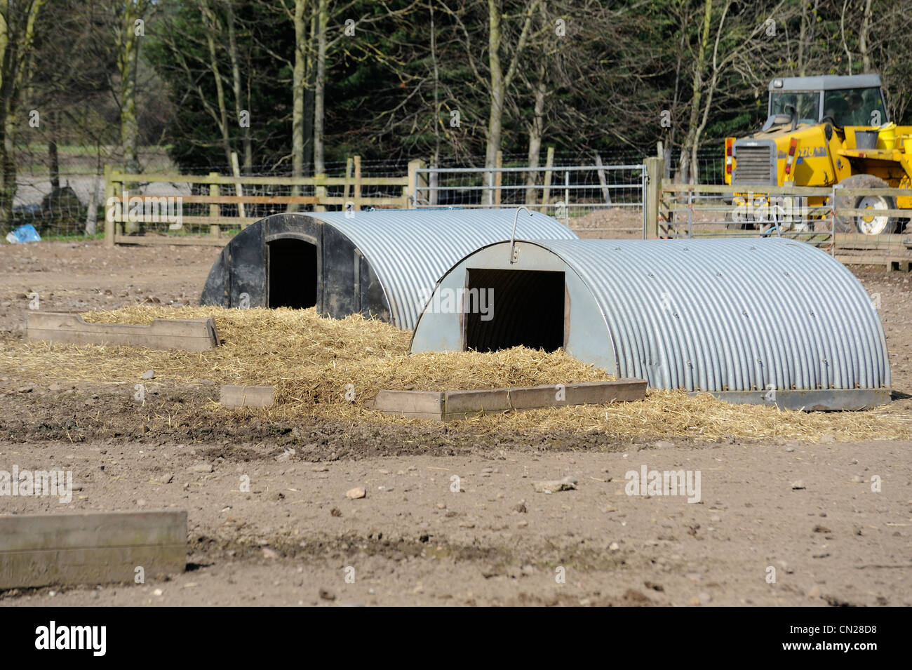 Porc plein air abri sur une ferme england uk Photo Stock - Alamy