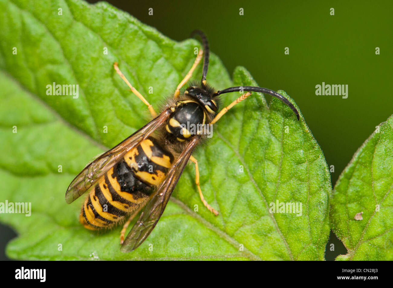 Vespula spp Banque de photographies et d’images à haute résolution - Alamy