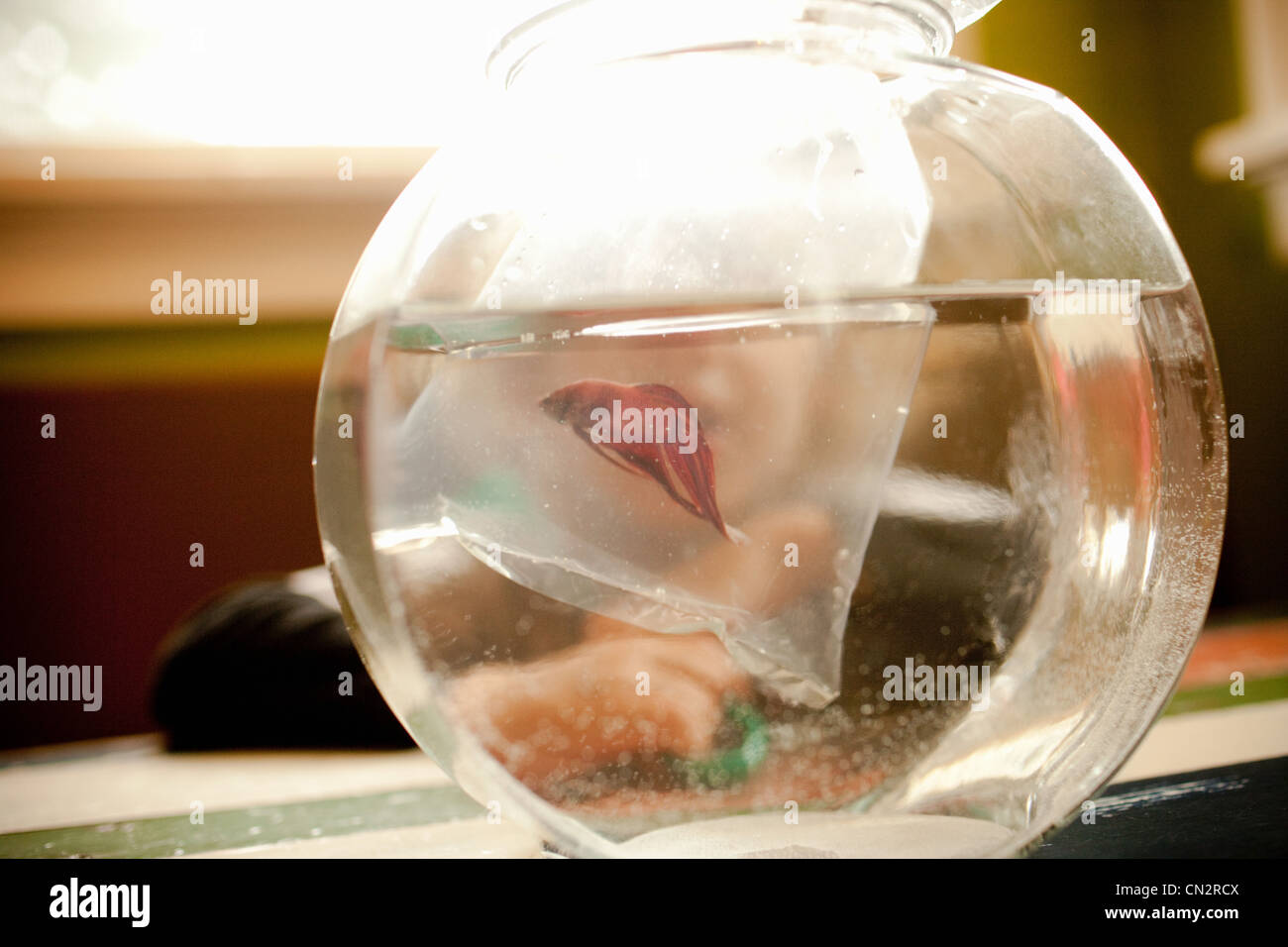 Goldfish bowl Banque de photographies et d’images à haute résolution ...