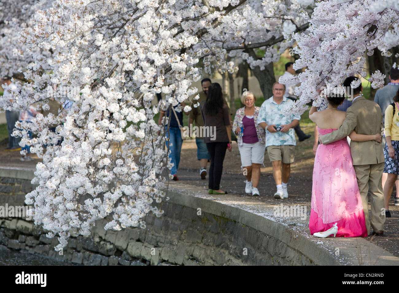 Washington dc arbres de fleurs de cerisier Banque de photographies et d ...