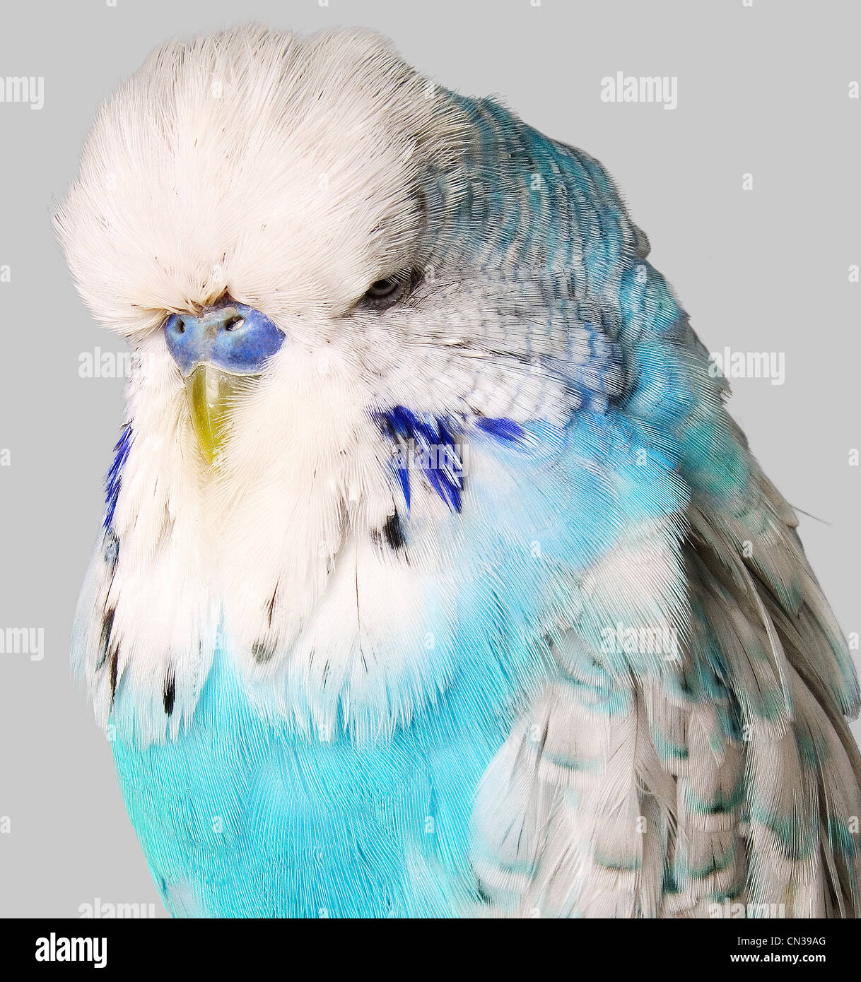 Perruche ondulée avec plumes bleu et blanc Photo Stock - Alamy
