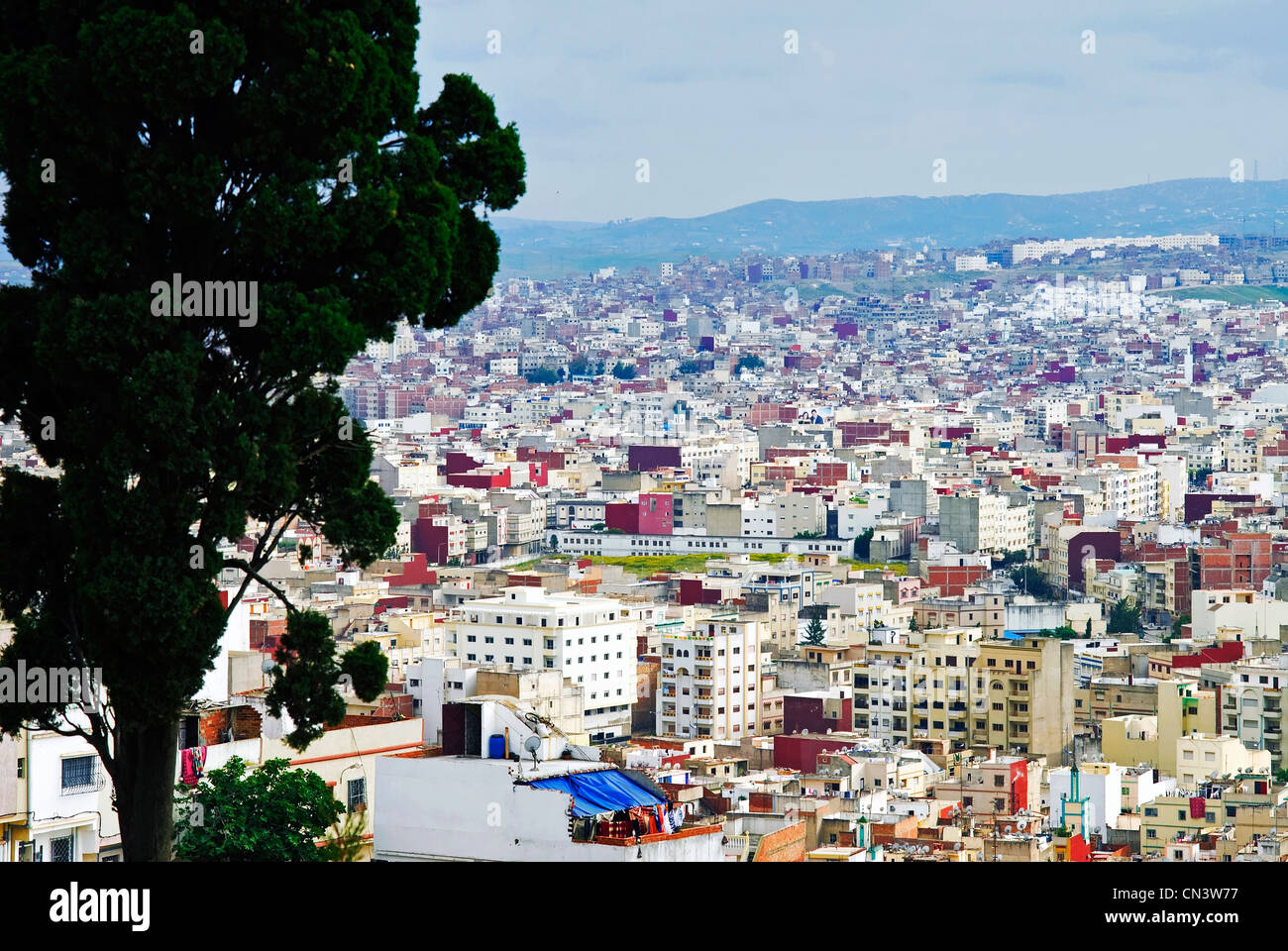Arbre de tanger Banque de photographies et d’images à haute résolution ...