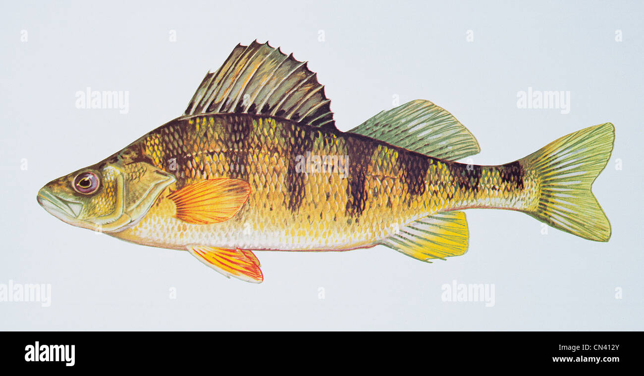 Perchaude perca flavescens Banque de photographies et d’images à haute ...