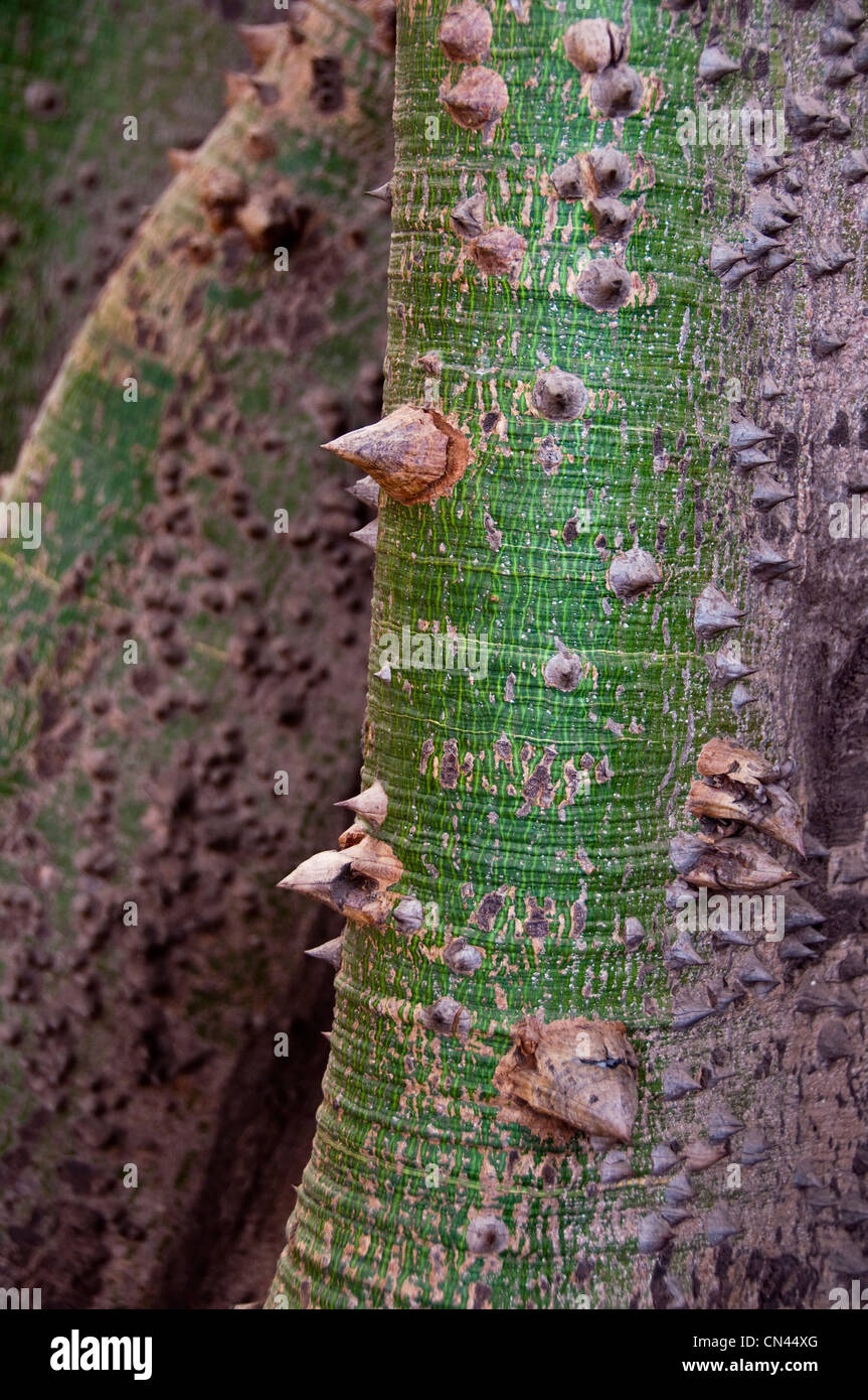 Arbre avec des épines sur le tronc, au Mali Photo Stock - Alamy